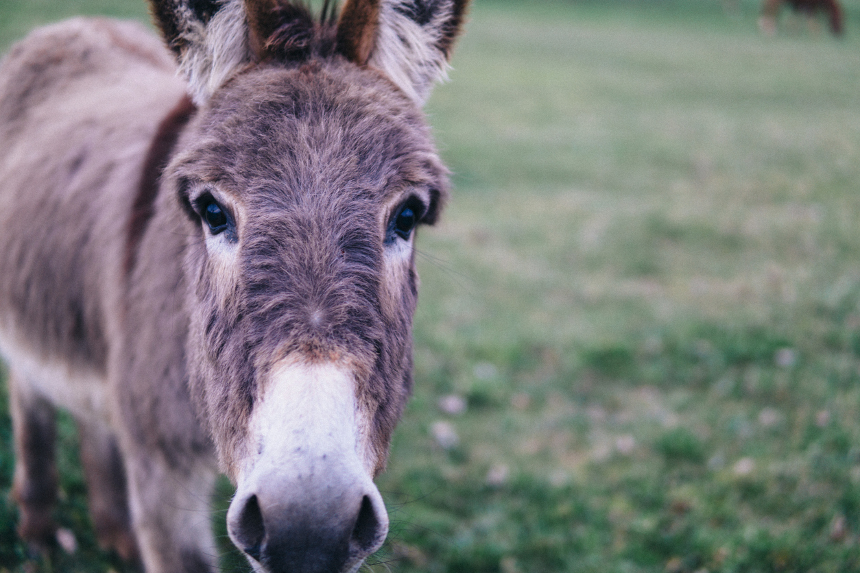 Panache Desai | National Mule Day